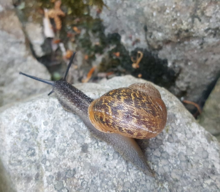 The Humble Snail – Day 4 of #30dayswild – Winter Robin